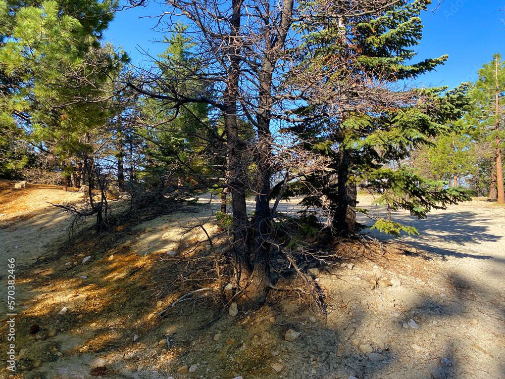 nature hiking trail mountain clearing walking path pine trees sunny day ...