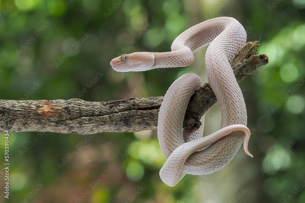 Mangrove Pit Viper closeup on the branch. Mangrove Pit Viper ...