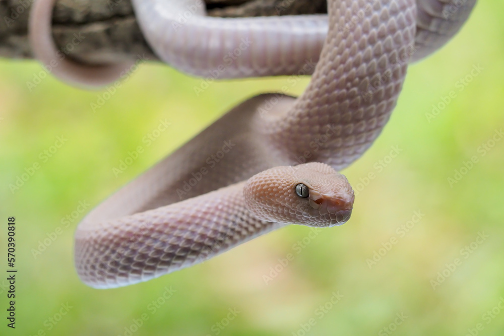 Mangrove Pit Viper closeup on the branch. Mangrove Pit Viper ...