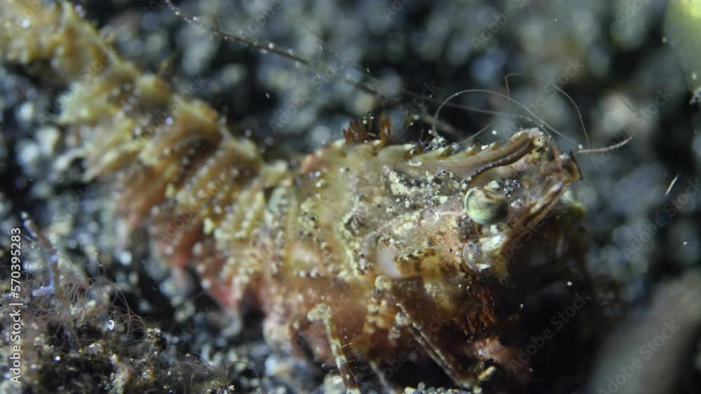 Lobsters Achelata are decapod crustaceans, crayfish Lobsters on ...