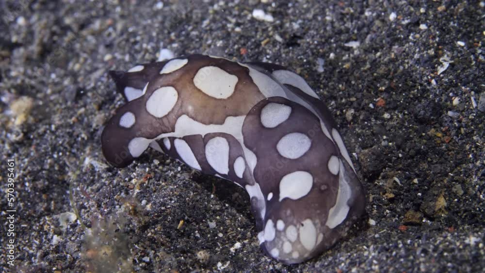 Macro format spotted sea slugs is fascinating underwater marine ...