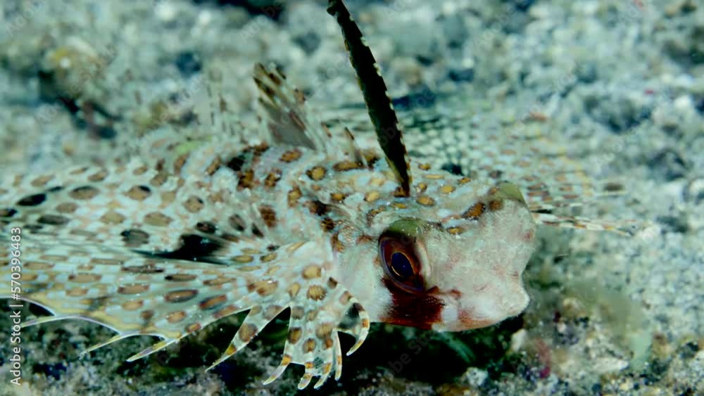 Dactyloptena orientalis flying gurnard ray-finned fish. Wings of ...