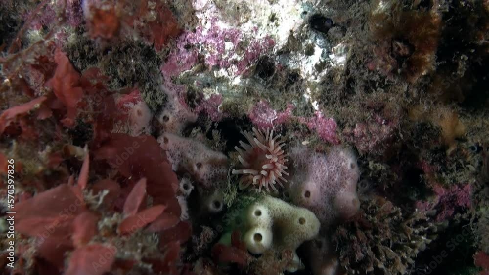 Sea anemones in Barents Sea. Bright colors of anemones serve as a ...