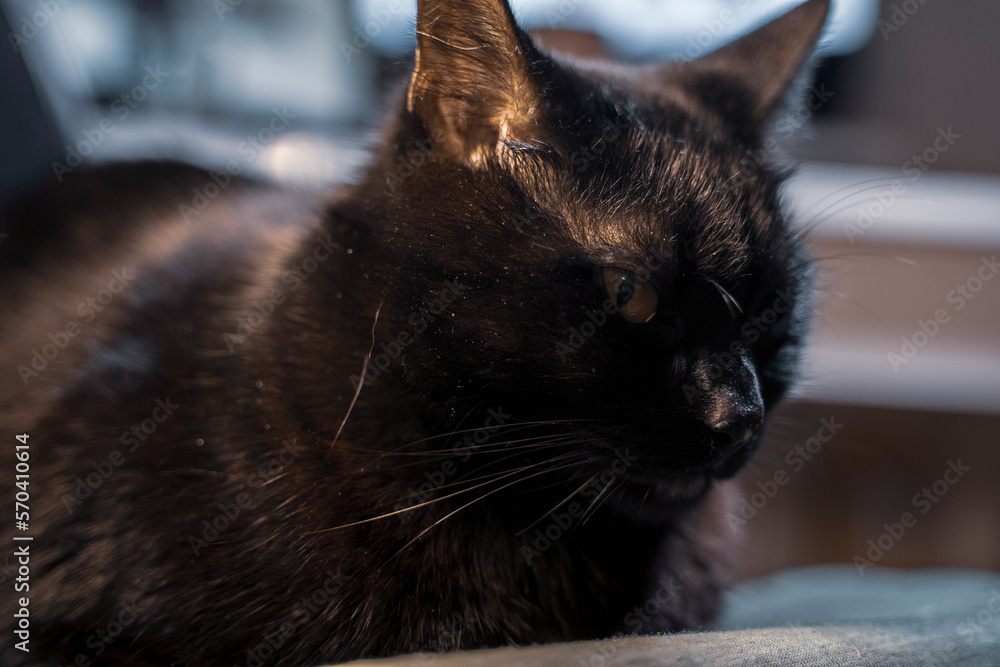 Black cat sitting in textured boss chair. Dark cat or jaguar in leather ...