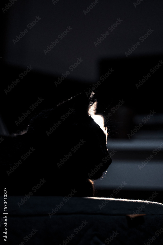 Black cat sitting in textured boss chair. Dark cat or jaguar in leather ...