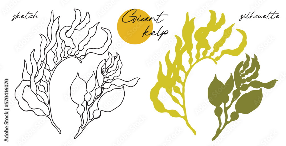 Kelp. Super food hand drawn sketch vector illustration. Stock Vector ...