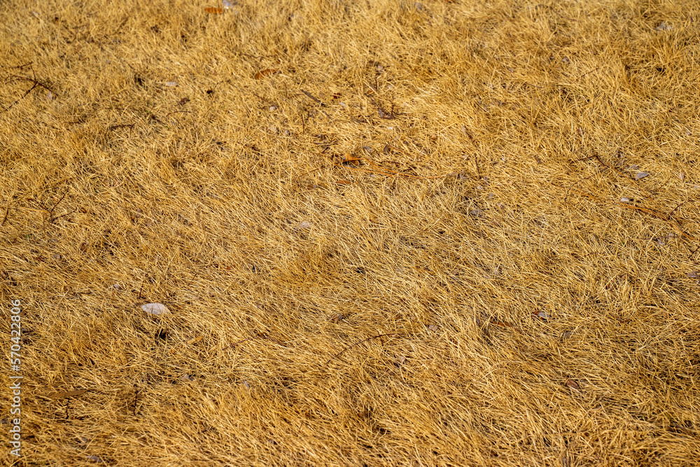 Background of burn grass. Grass color change during foliage season, or ...
