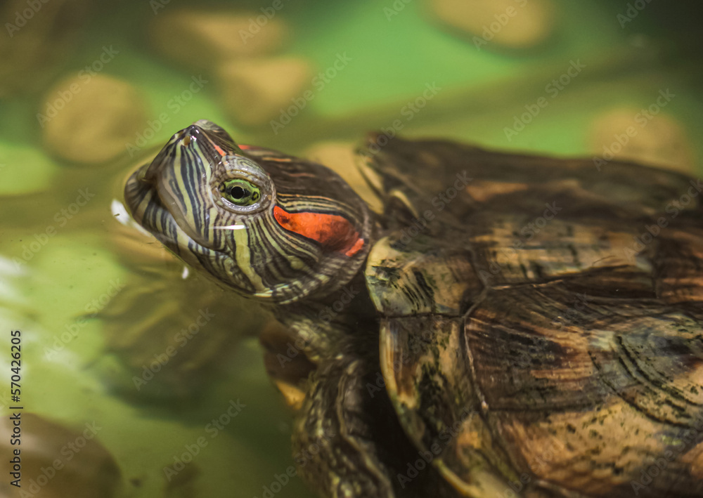 Domestic turtle close-up. A domestic red-eared turtle in an aquarium ...