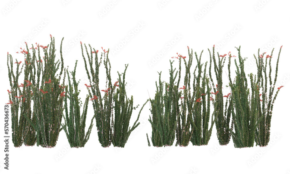 ocotillo, desert coral, small desert plant Stock Photo | Adobe Stock