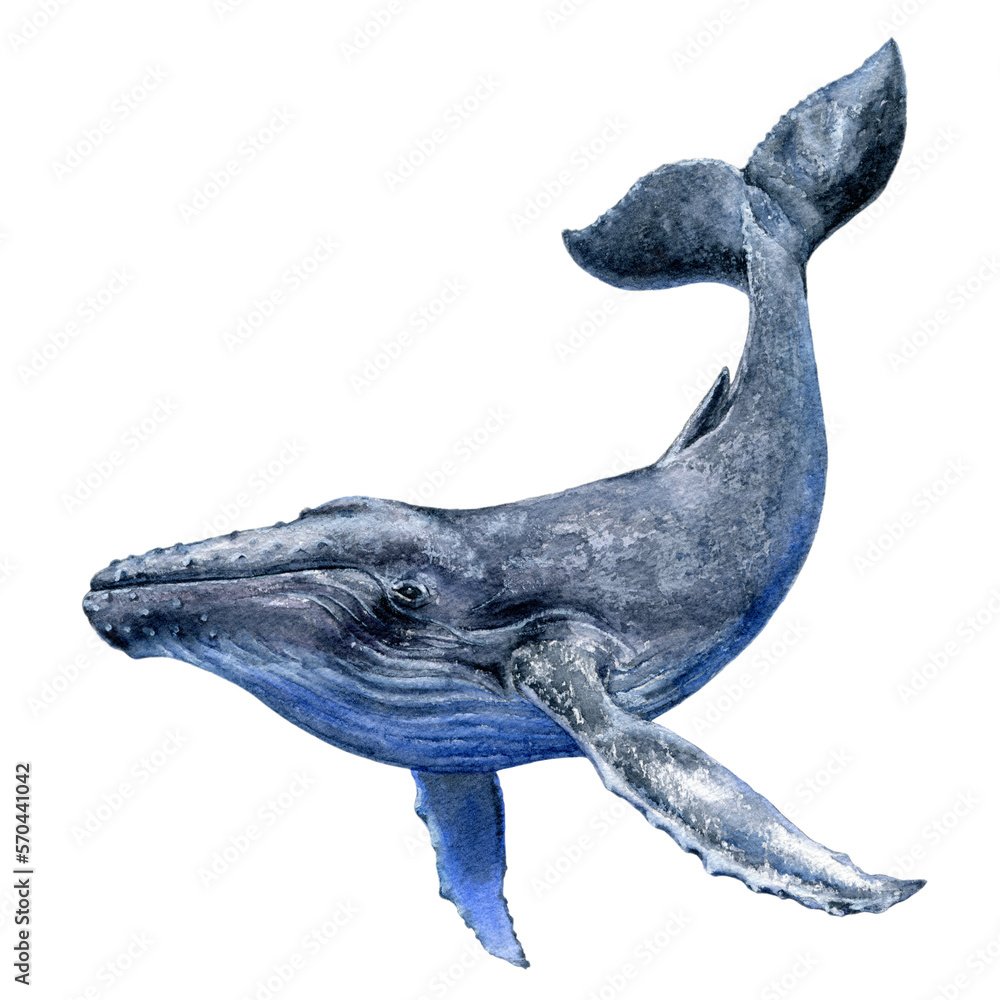 Blue whale watercolor hand drawn illustration isolated Stock ...
