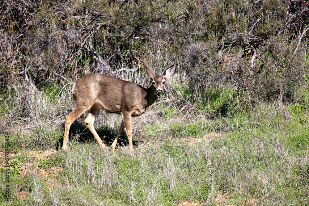 A Mule Deer Doe Yearling in a Chaparral Habitat Stock Photo | Adobe Stock