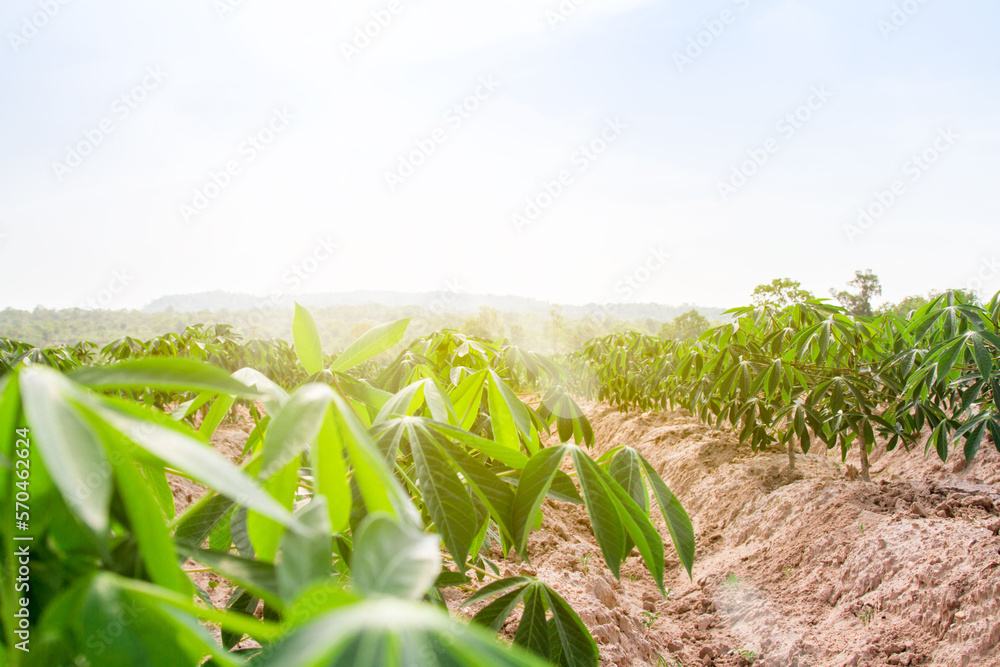 row of cassava tree in field. Growing cassava, young shoots growing ...