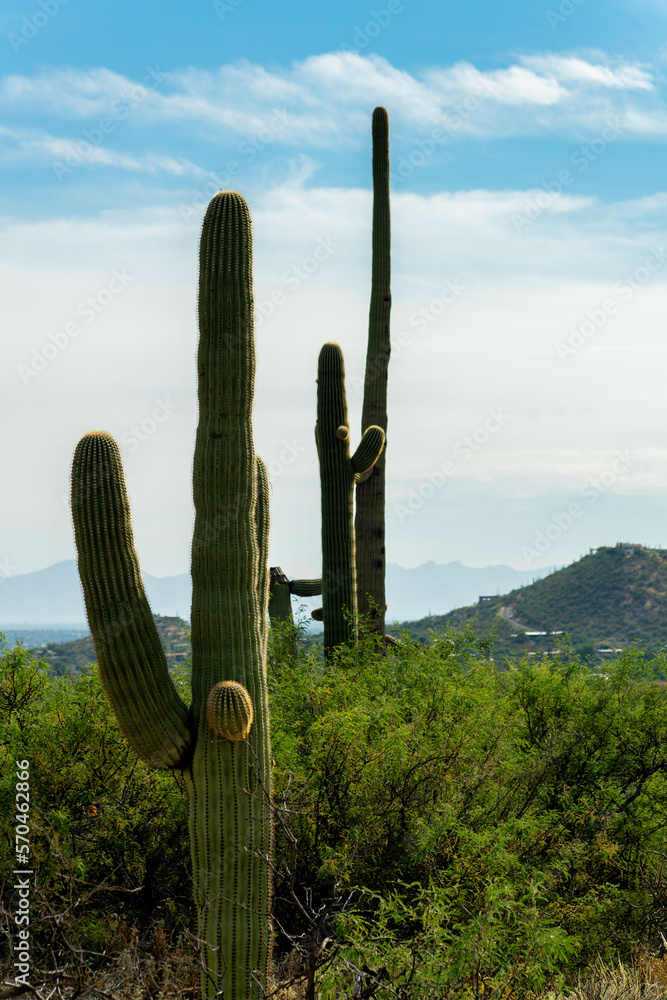 Double saguaro cactus with native arizona trees and shrubs and natural ...