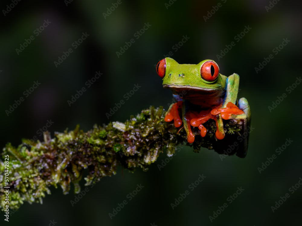 Red-eyed tree frog bright vivid colors at night in tropical rainforest treefrog in jungle Costa ...