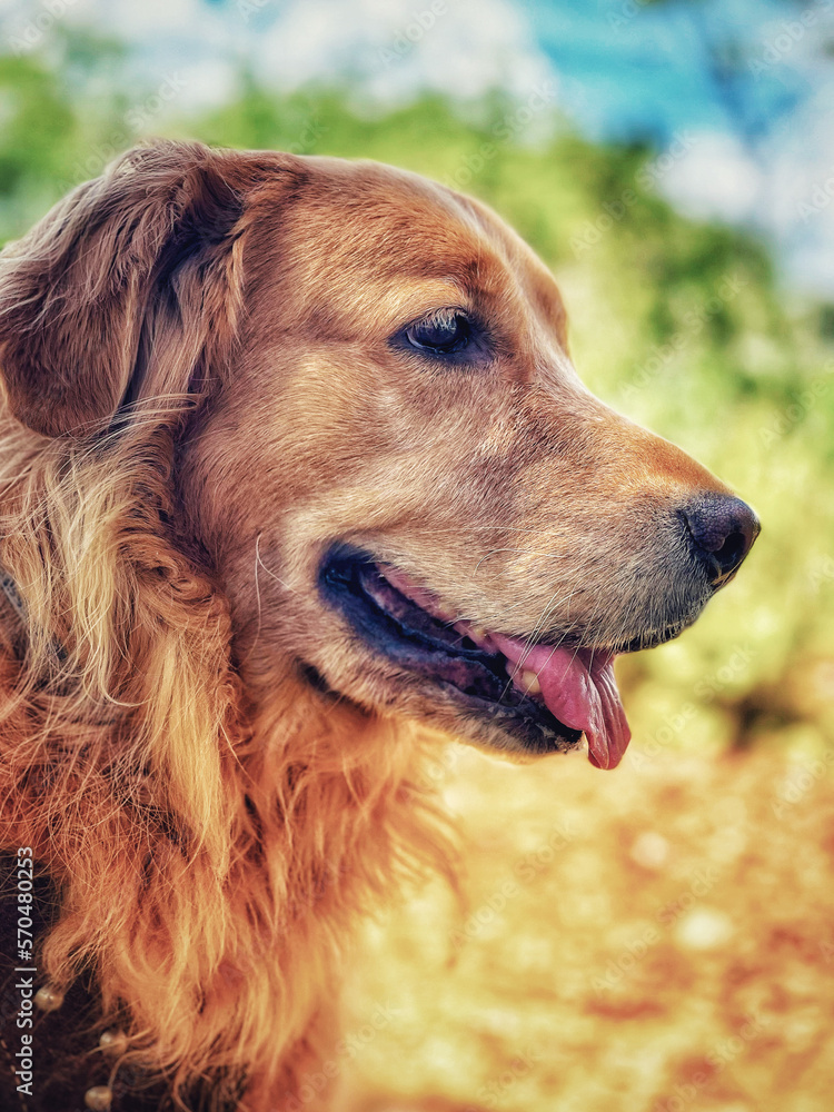 Adorable dark golden labrador-retriever dog taking a break from his ...