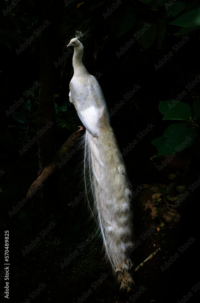 Full body of beautiful white Indian peacock with its closed long tail ...