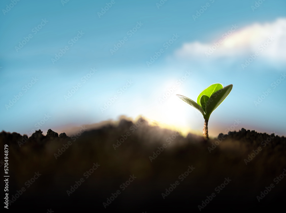 Plant a Tree Concept. Start, Recovery and Challenge in Life or Business ...