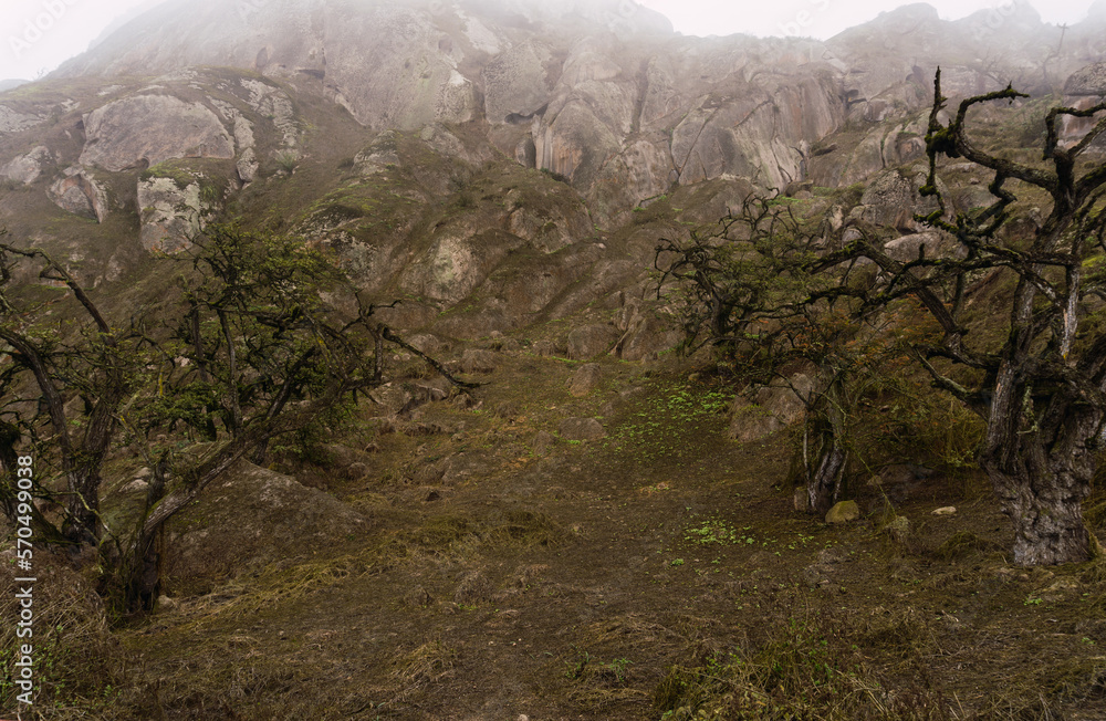Tara trees in Lomas de Lachay, Natural Reserve in Lima Peru Stock Photo ...