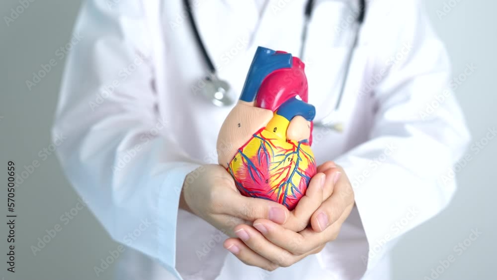 Doctor holding human Heart model. Cardiovascular Diseases ...