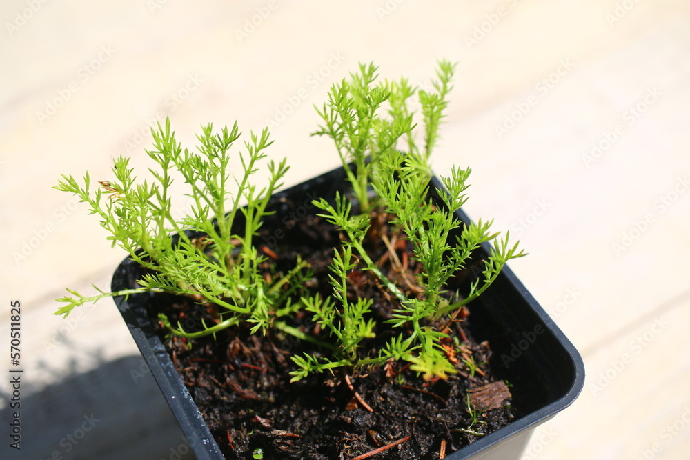 Rumian rzymski Chamaemelum nobile Stock Photo | Adobe Stock