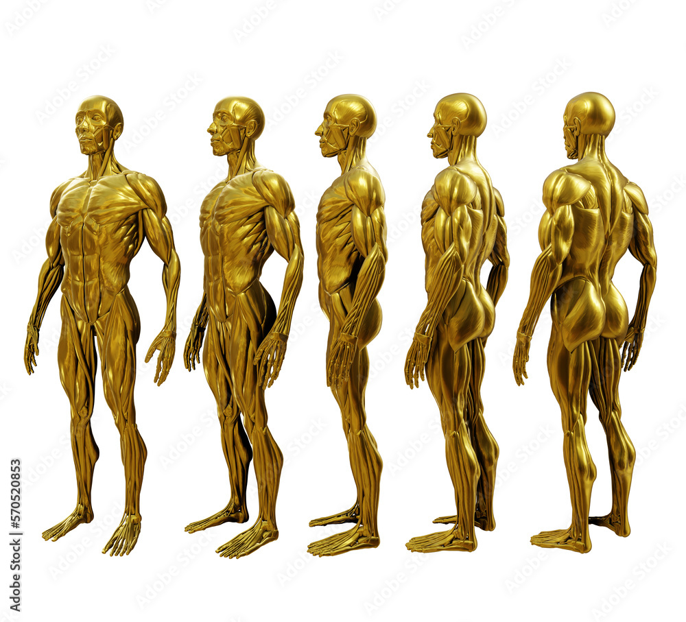 3d rendering gold golden human muscle organs model ecorche full body ...