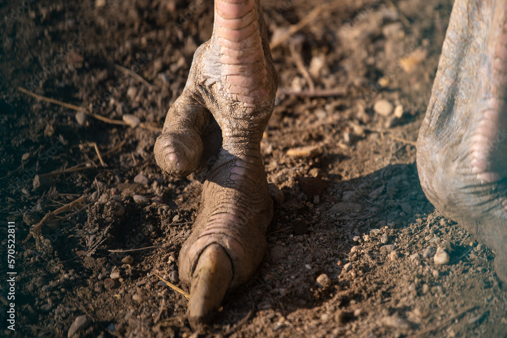 Close-up on the legs of an ostrich, with its long nail and its second ...