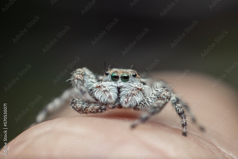 Jumping Spider Ready to Hunt Its Prey Stock Photo | Adobe Stock