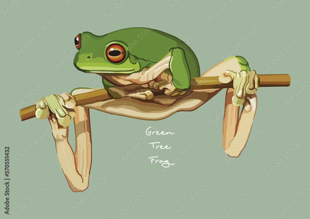 Vector Illustration of Green Tree Frog, White's tree frog, Dumpy tree ...
