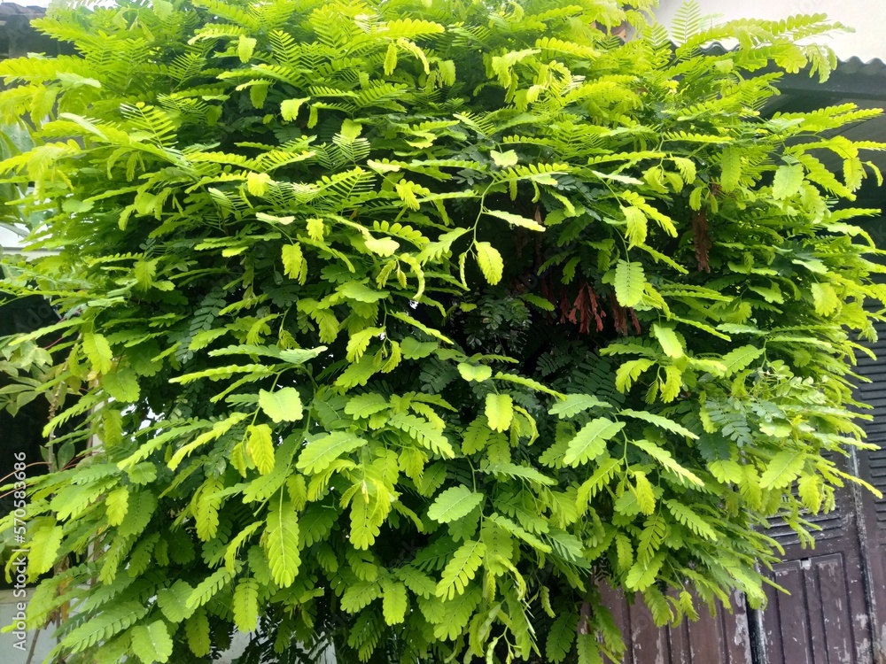 Indonesia called asam jawa or Tamarind tree (Tamarindus indica) is a ...