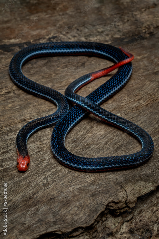 Calliophis intestinalis, commonly known as the Banded Malaysian Coral ...