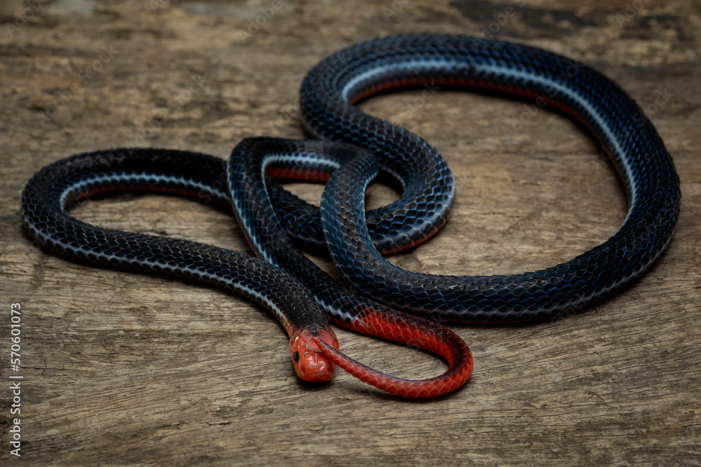 Calliophis intestinalis, commonly known as the Banded Malaysian Coral ...