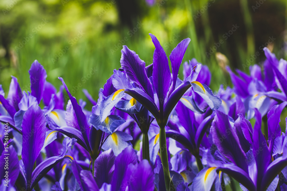 Blue Irises Hollandica wallpaper. Ornamental hybrid beautiful bulbous ...