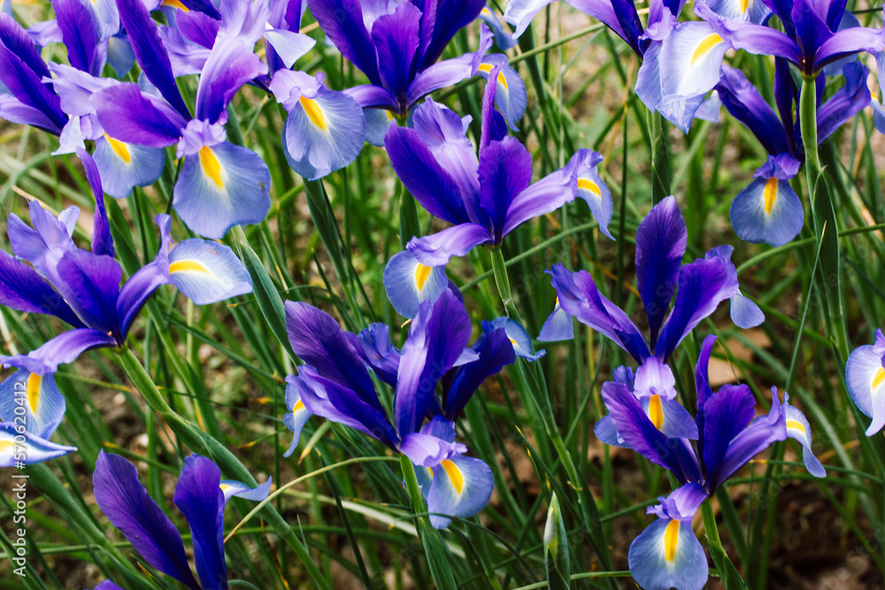 Blue Irises Hollandica wallpaper. Ornamental hybrid beautiful bulbous ...