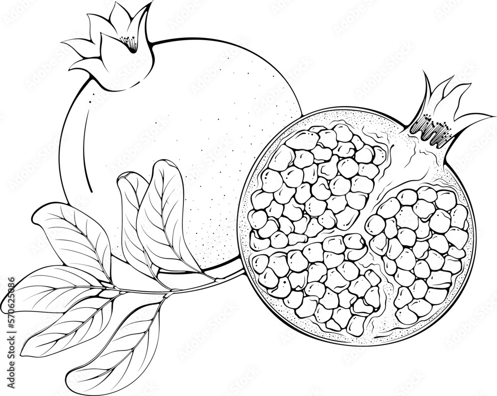 Sketch Of Pomegranate