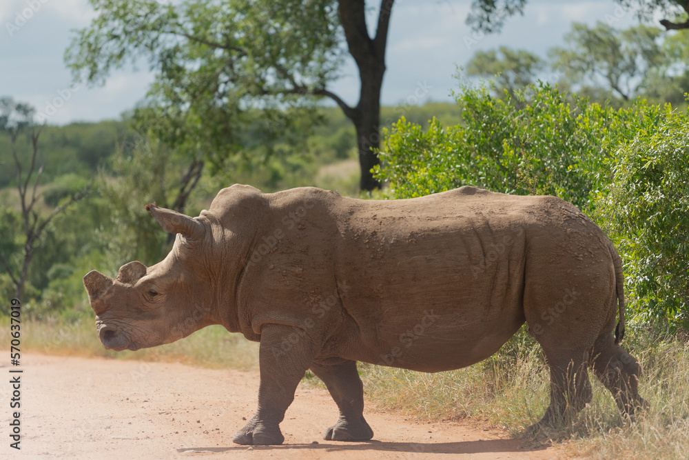 Southern white rhinoceros, southern white rhino or square-lipped ...
