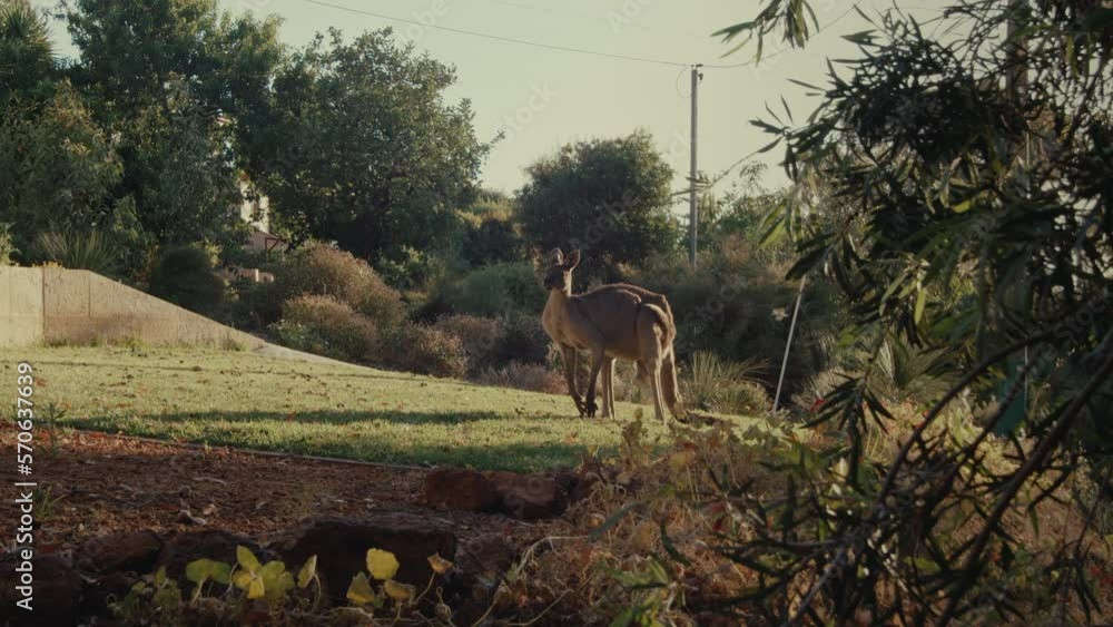 Medium shot of large male red kangaroo grazing on green lawn near a ...