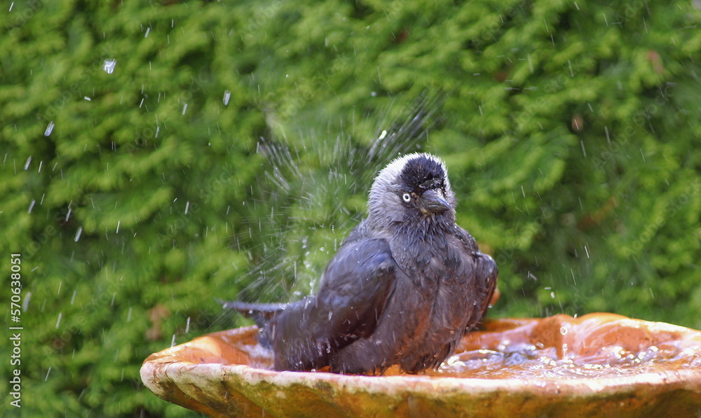 jackdaw takes a dip in the bird bath,dohle nimmt eine abkühlung in der ...