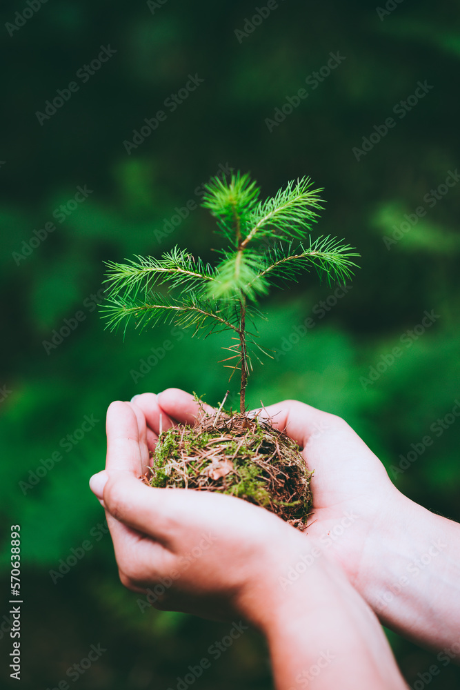 Female hand holding sprout wild pine tree in nature green forest. Earth ...