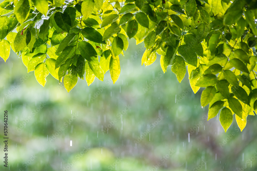 raining shower drop on leaf tree, close up of rainfall in jungle,Heavy ...