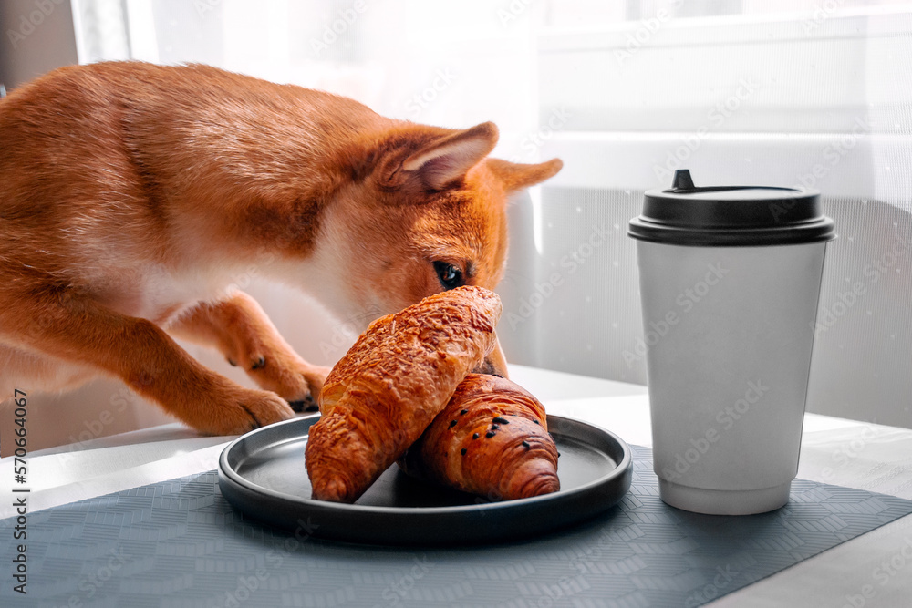 Red dog sba inu eating breakfast at the table. Coffee and croissant for ...