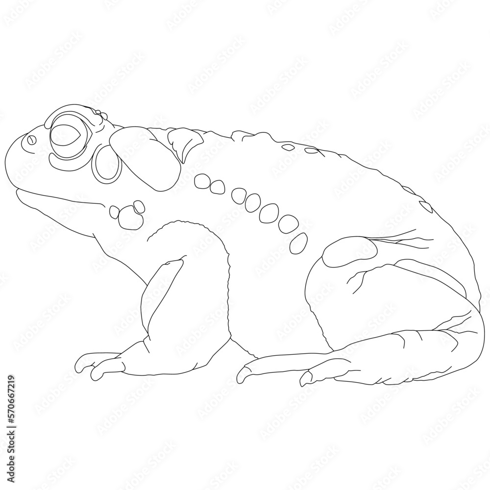 Colorado River Toad of the Colorado River, Bufo alvarius a toad from ...