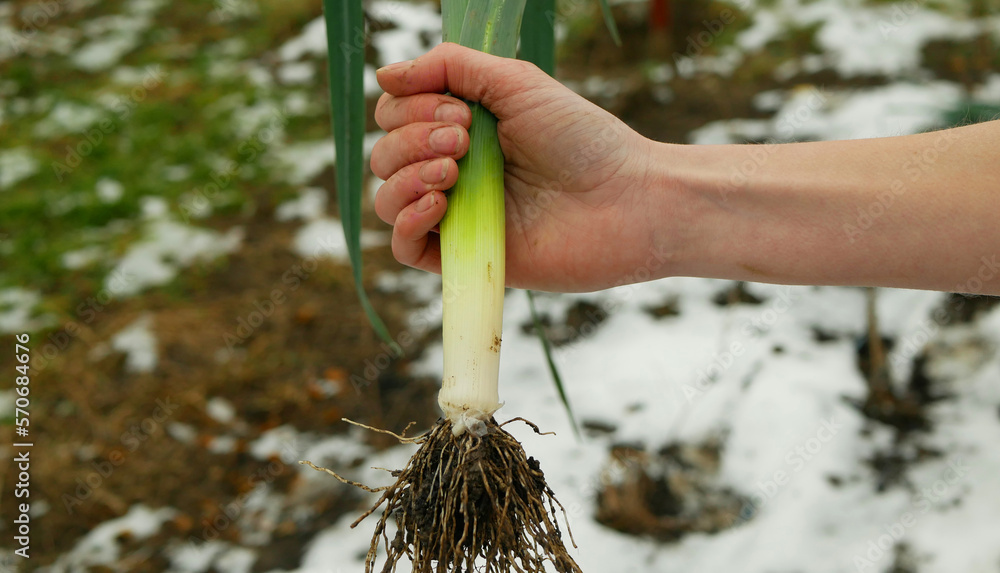 Leek farm winter snow bio leaf hand farmer green field leke crops white ...