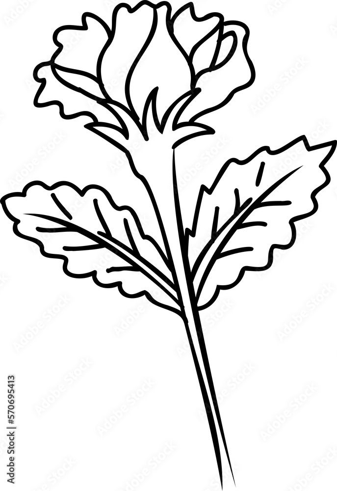 Line art flower. Line art hand drawn stile linear flower. PNG with ...