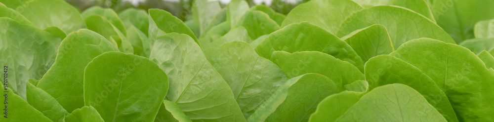 Pano image of butter lettuce growing in aquaponic tanks closeup Stock ...