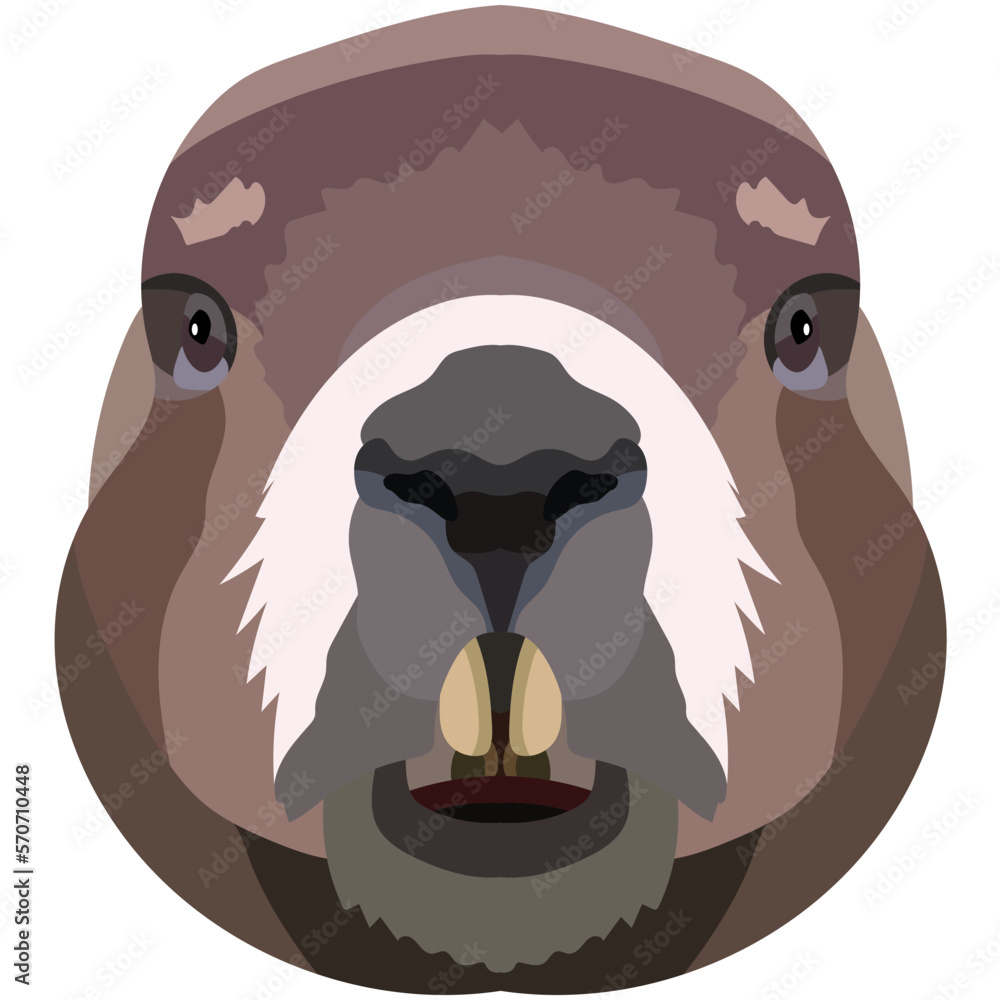 Beaver face. An illustration of a muzzle of a rodent is depicted ...