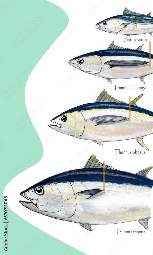 Poster Aprende a diferenciar los atunes – Wall Art | UkPosters