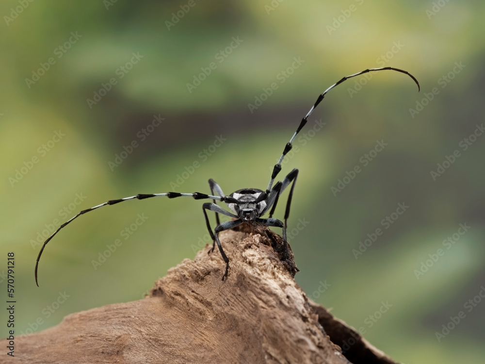 P7130267 male banded alder borer beetle, Rosalia funebris, displaying ...