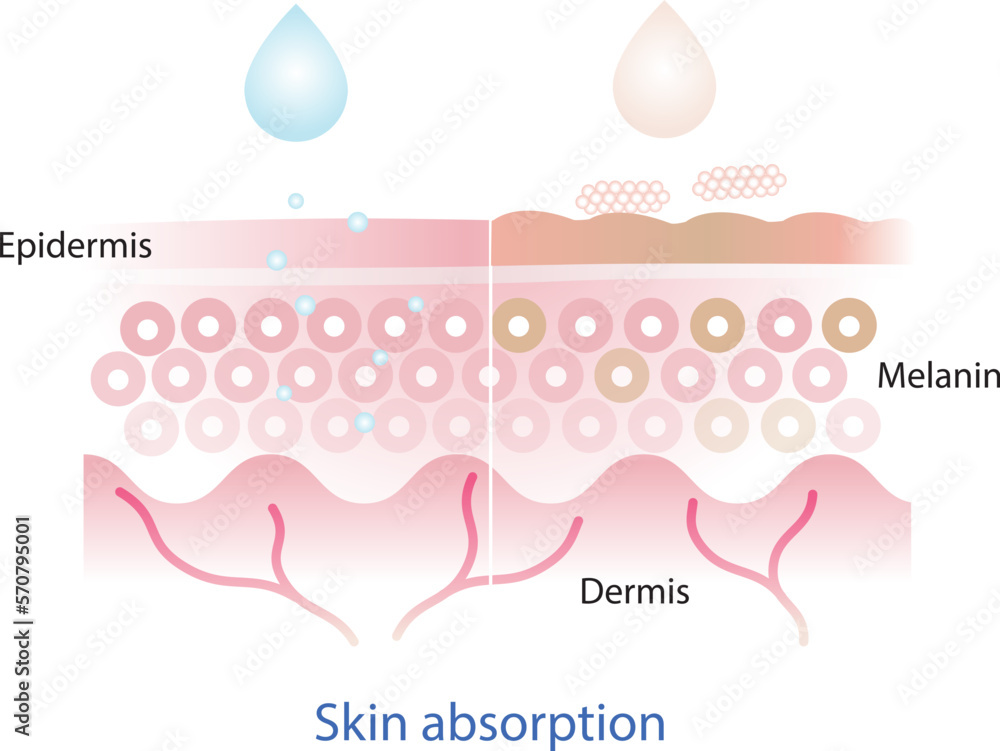 The mechanism of nutrient absorption skin layer and not absorb skin ...