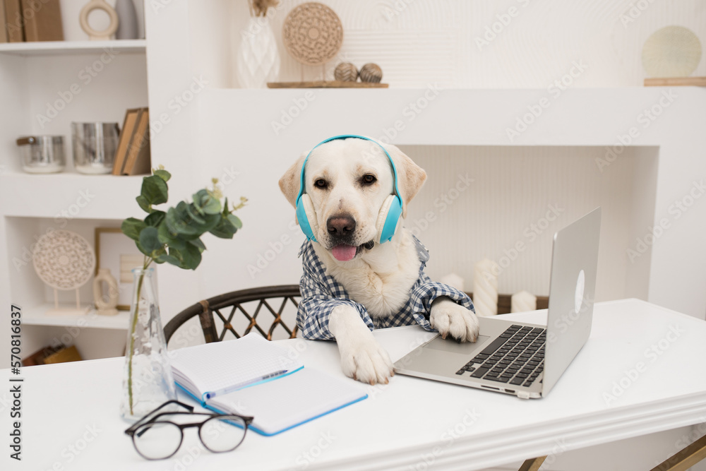 A cute dog in a shirt and headphones works at a laptop. A golden ...