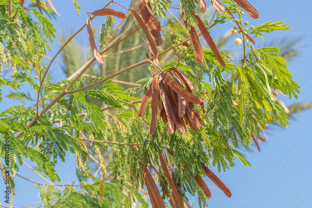 Leadtree with its typical pulses (Genus Leucaena). Various uses of some ...
